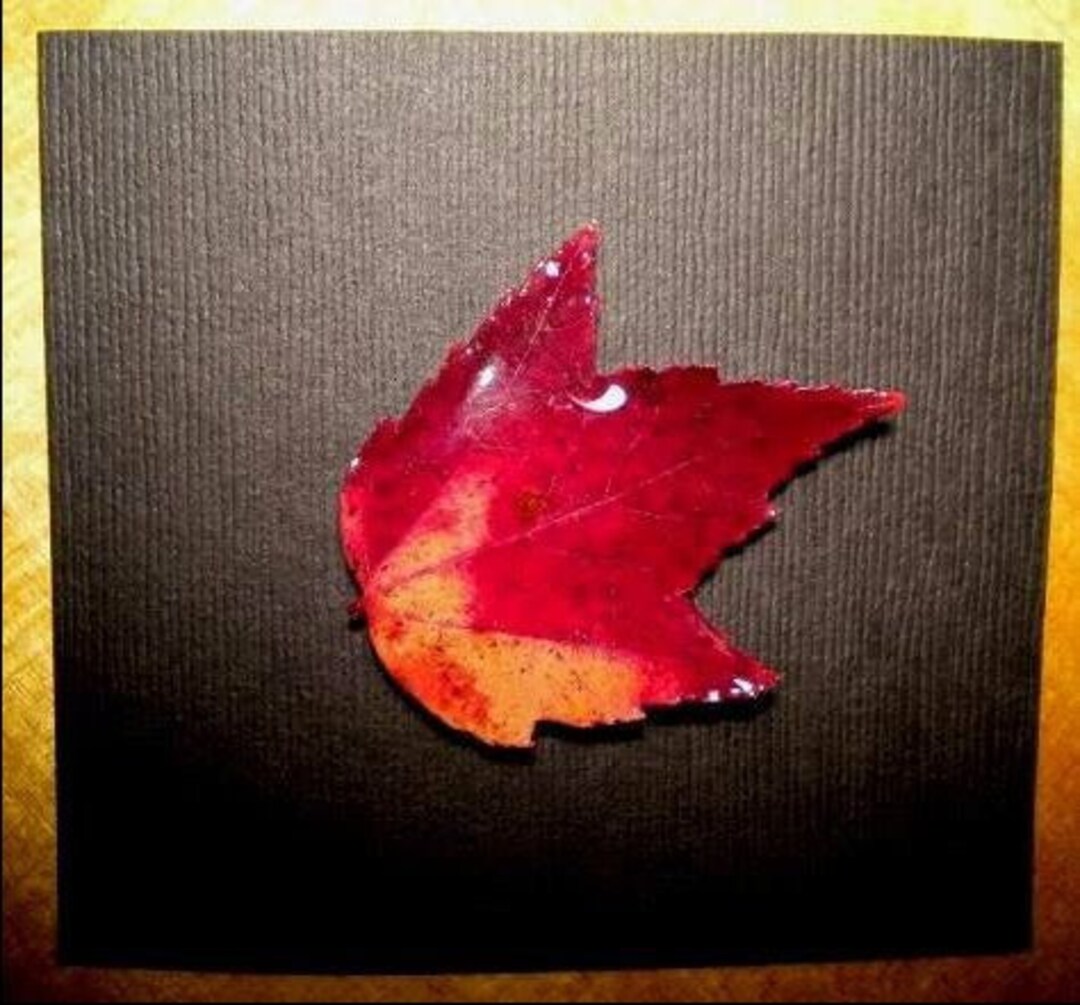 Genuine Maine Maple Leaf Pin - Etsy