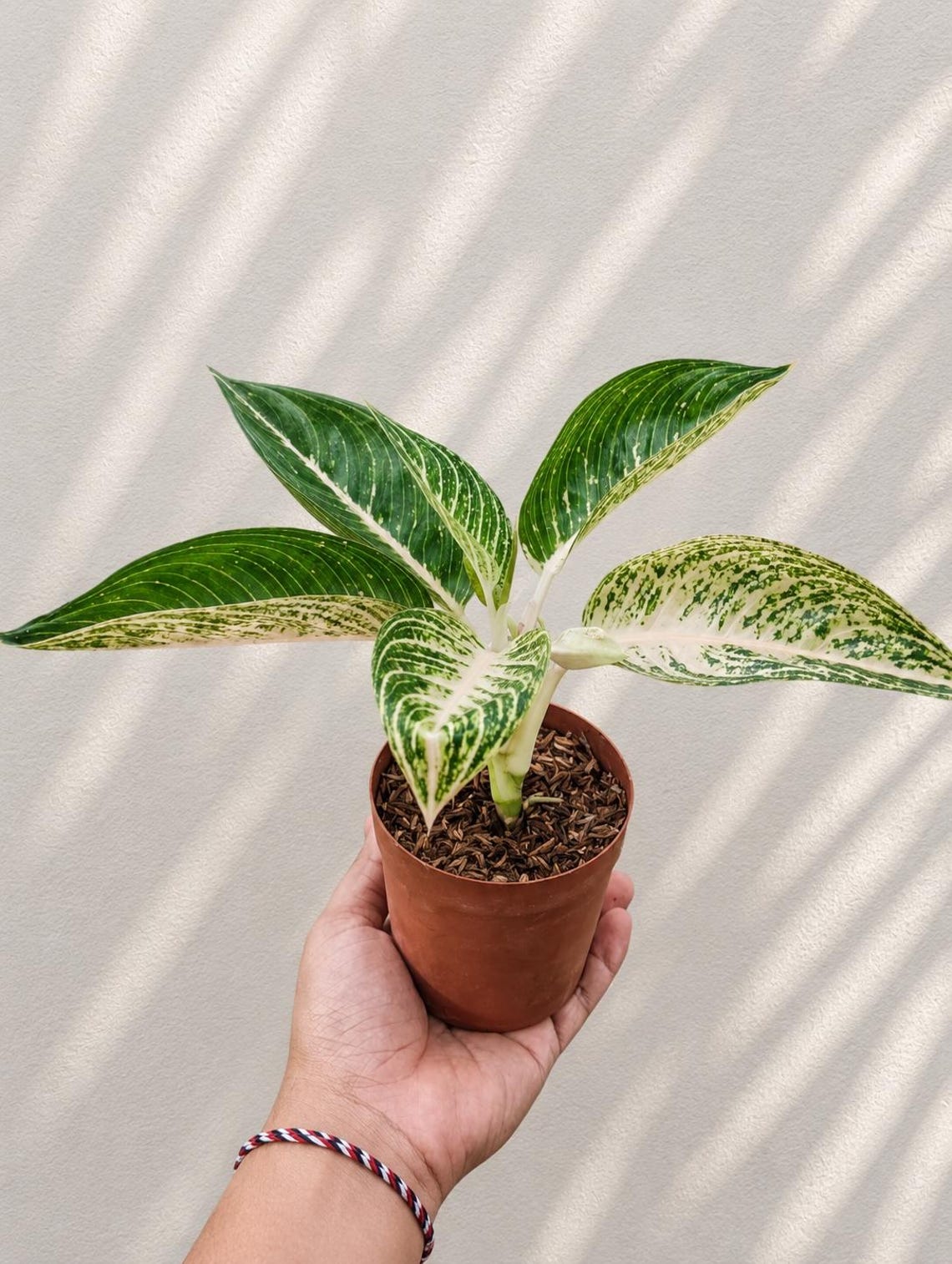 Aglaonema White Legacy Rare Plant - Etsy