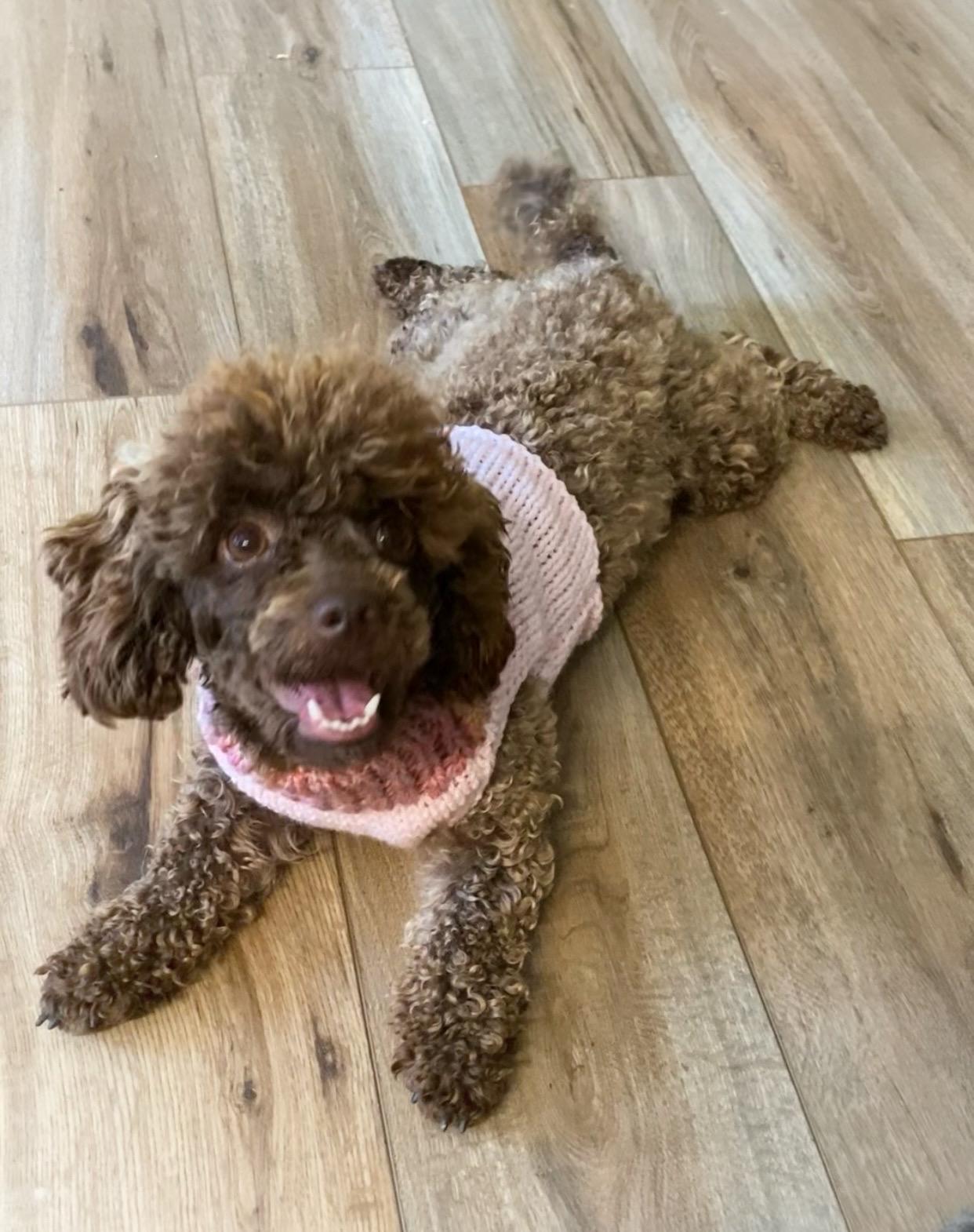 Knit Dog Sweater for Bulky Knitting Machine! EASY VIDEO TUTORIAL With ...