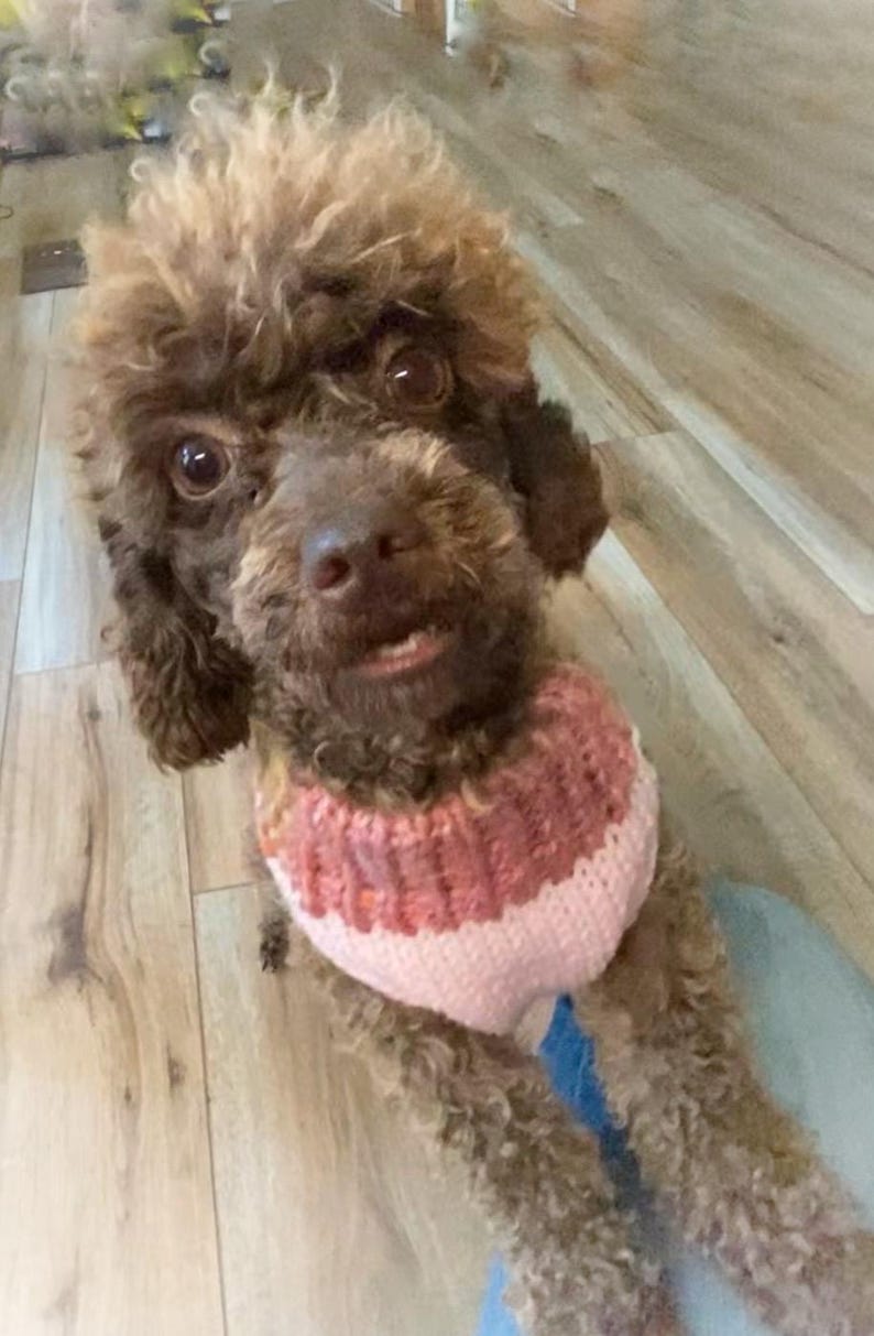 Knit Dog Sweater for Bulky Knitting Machine! EASY VIDEO TUTORIAL With ...