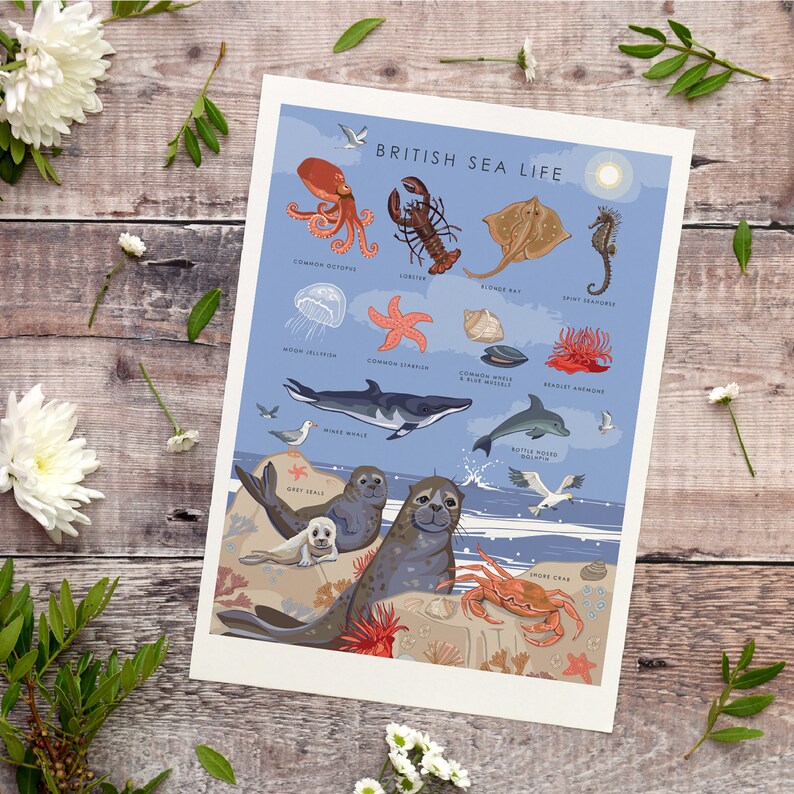 Sea Life Poster Ocean Life Print Wildlife Illustration | Etsy