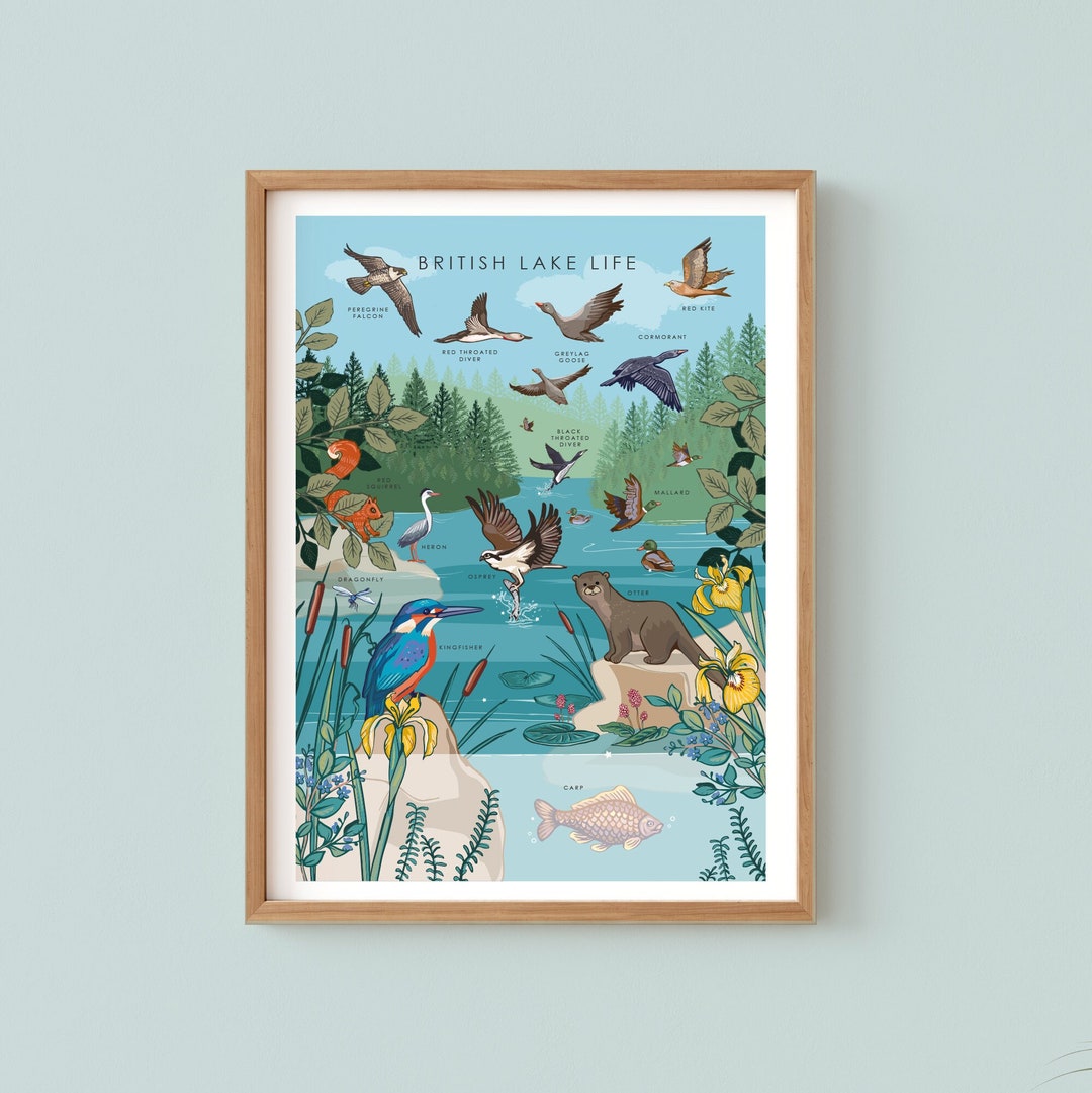 Lake Life Wall Art Print, Nature Poster of British Lake Wildlife, Birds ...