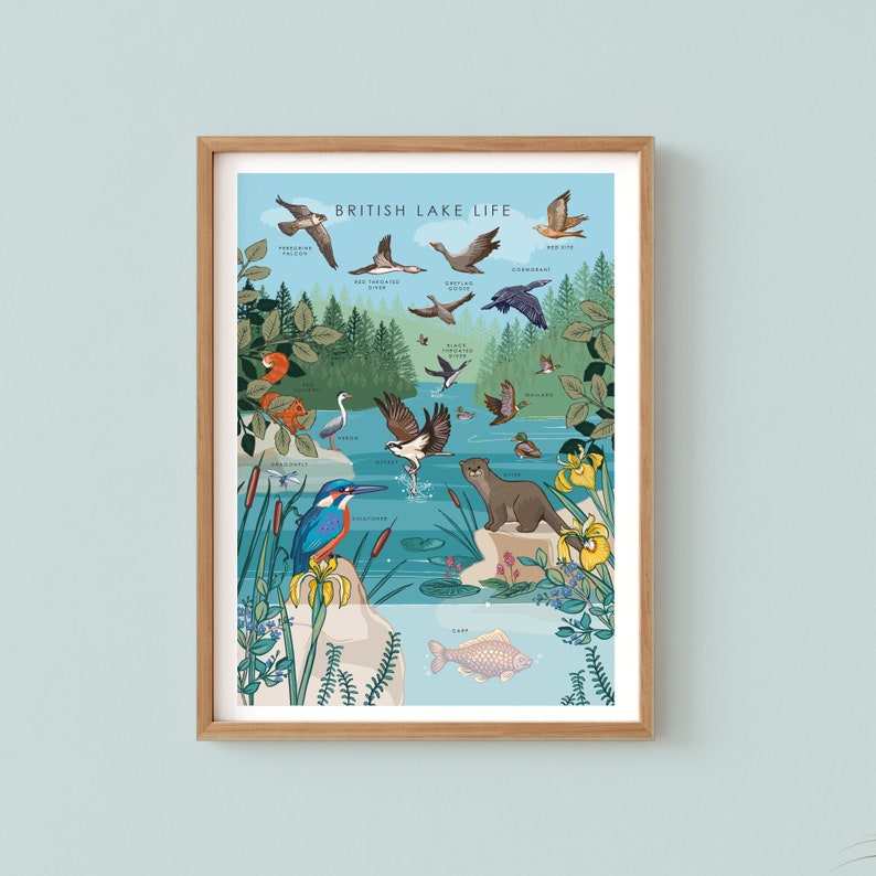 Lake Life Wall Art Print, Nature Poster of British Lake Wildlife, Birds ...