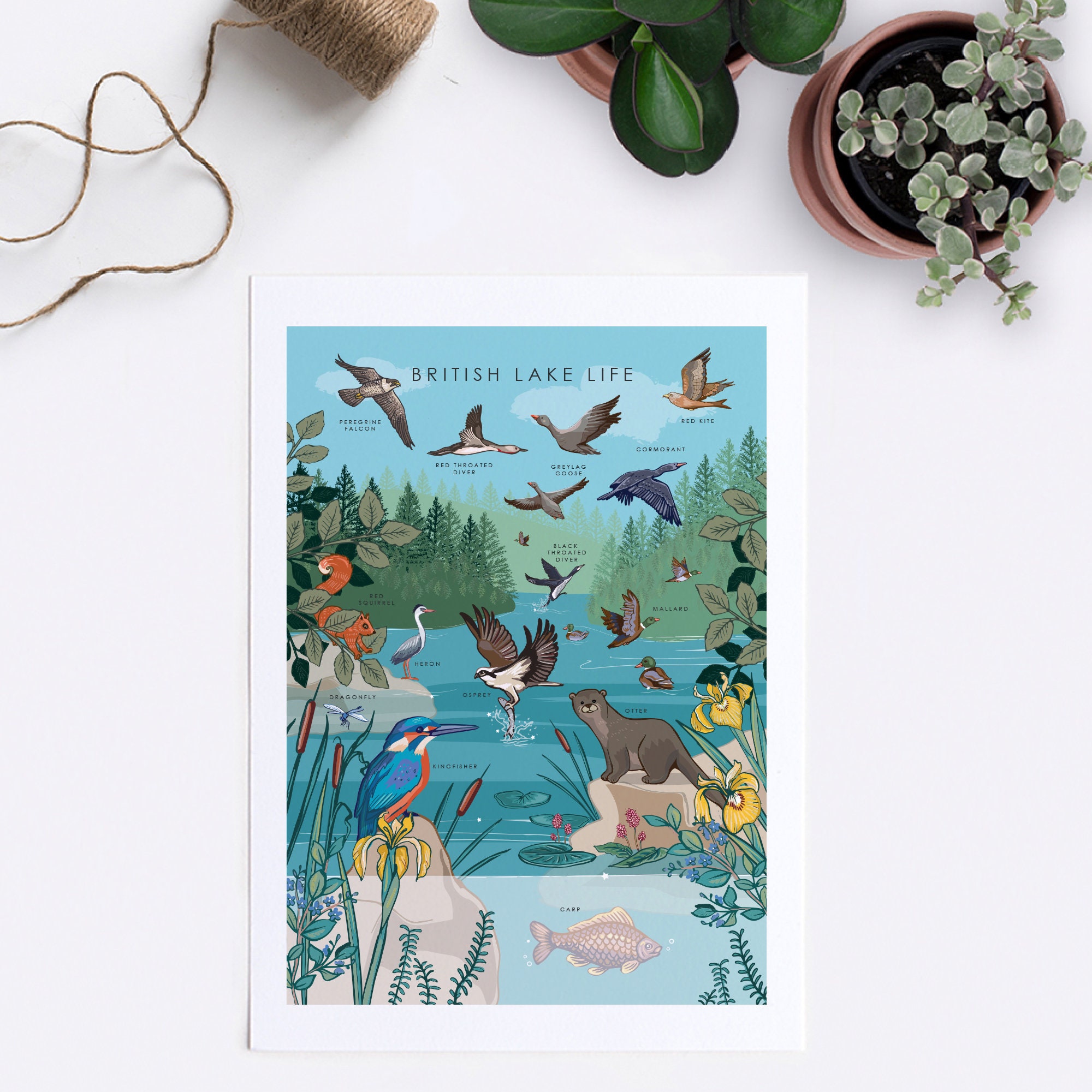 Lake Life Wall Art Print, Nature Poster of British Lake Wildlife, Birds ...