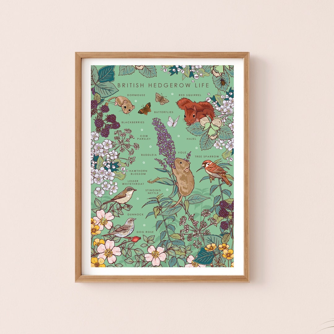 British Hedgerow Life Art Print: Wildflower and Animal Poster - Etsy UK