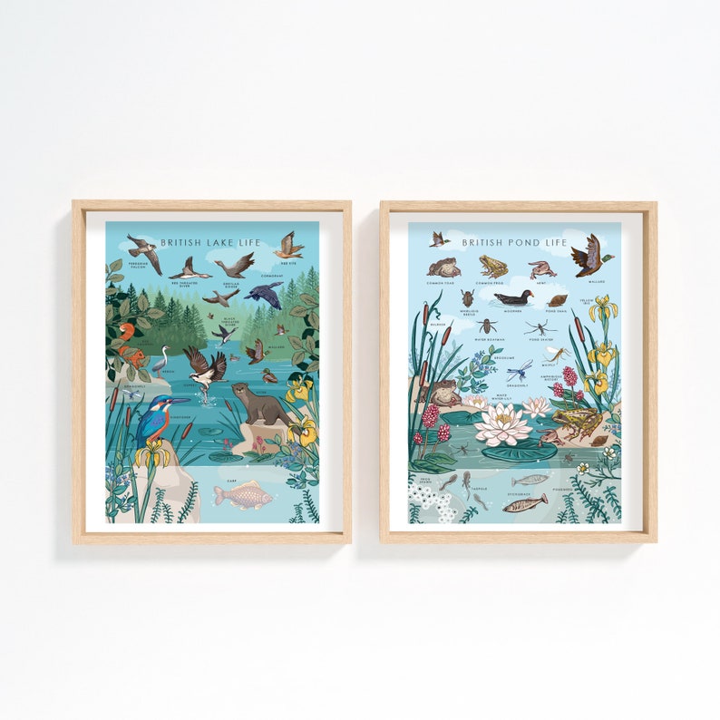 Lake Life Wall Art Print, Nature Poster of British Lake Wildlife, Birds ...