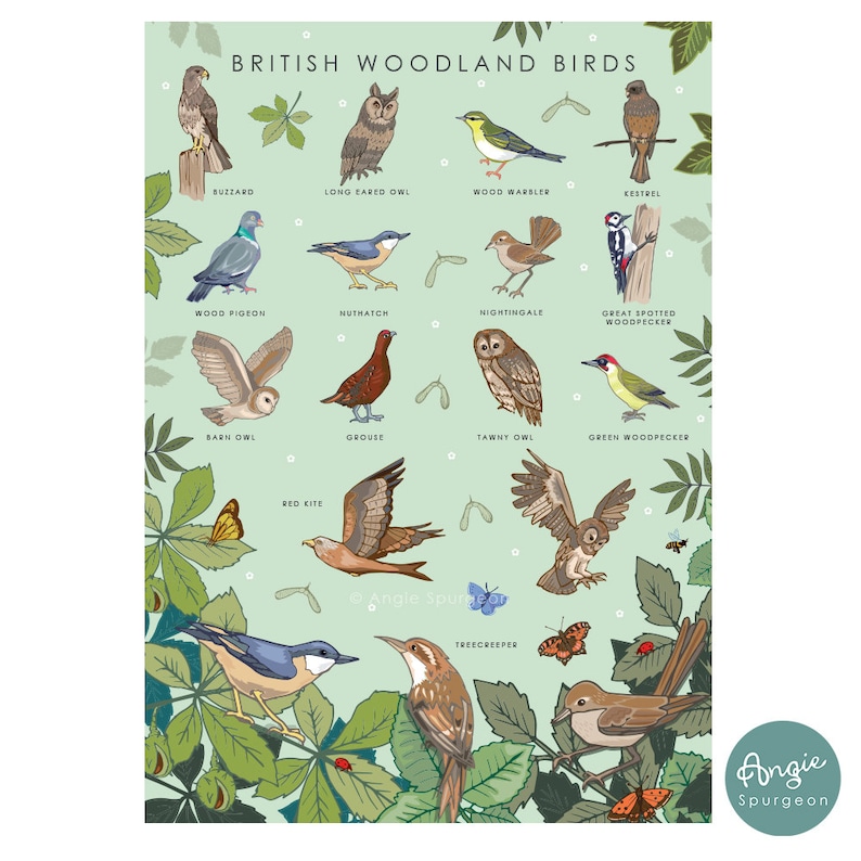 Woodland Birds Print British Nature Guide Poster Birds Wall | Etsy