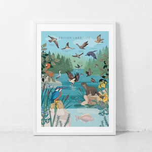 Lake Life Wall Art Print, Nature Poster of British Lake Wildlife, Birds ...