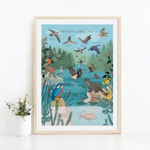 Lake Life Wall Art Print, Nature Poster of British Lake Wildlife, Birds ...
