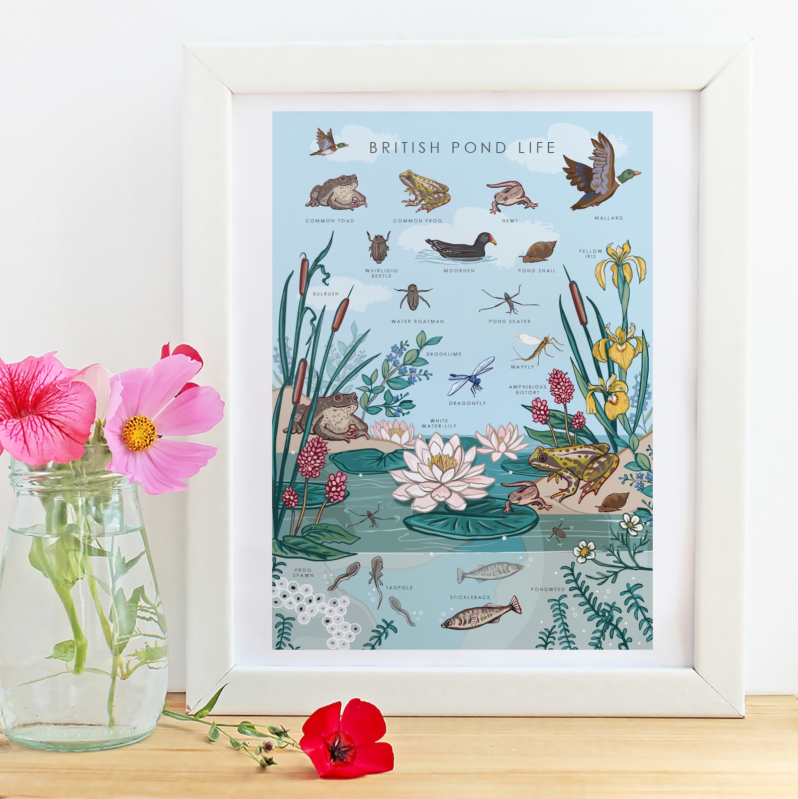 Pond Life Wall Art Print Nature Poster of British Pond Life - Etsy