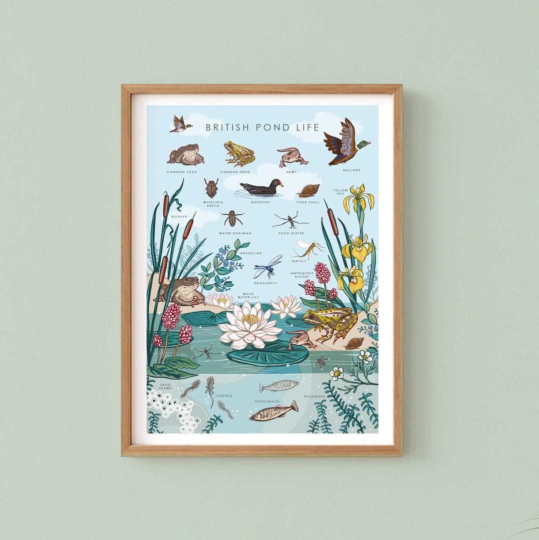 British Pond Life Art Print, Nature Poster of Frogs & Newts - Etsy