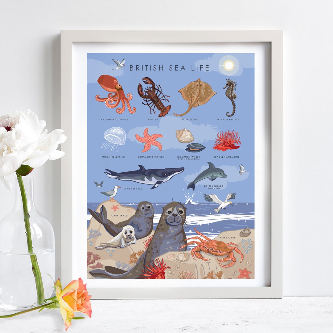 Sea Life Poster Ocean Life Print Wildlife Illustration - Etsy