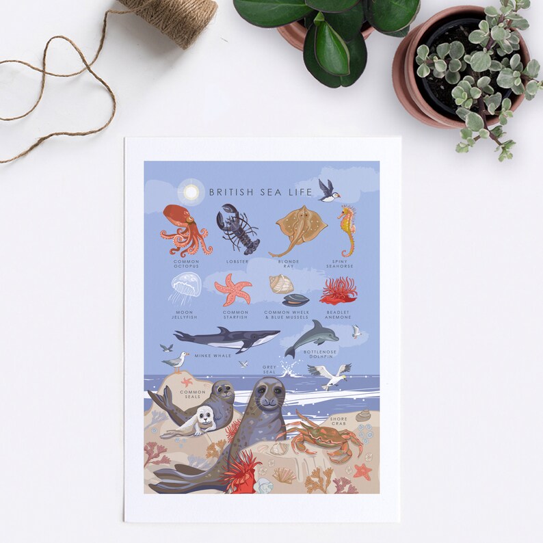 Sea Life Poster, Ocean Life Print, Wildlife Illustration, Nature Guide ...
