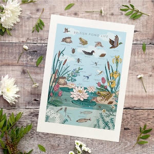 Pond Life Wall Art Print, Nature Poster of British Pond Life, Frogs ...