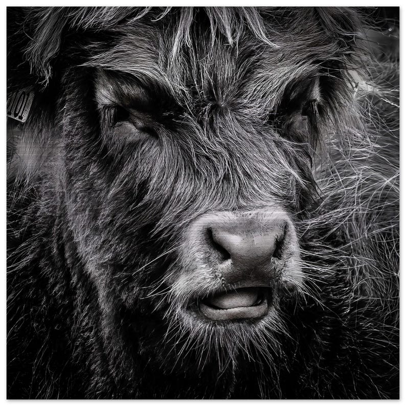 Scottish Highland Calf Photo Print on Brushed Aluminium for Home and ...