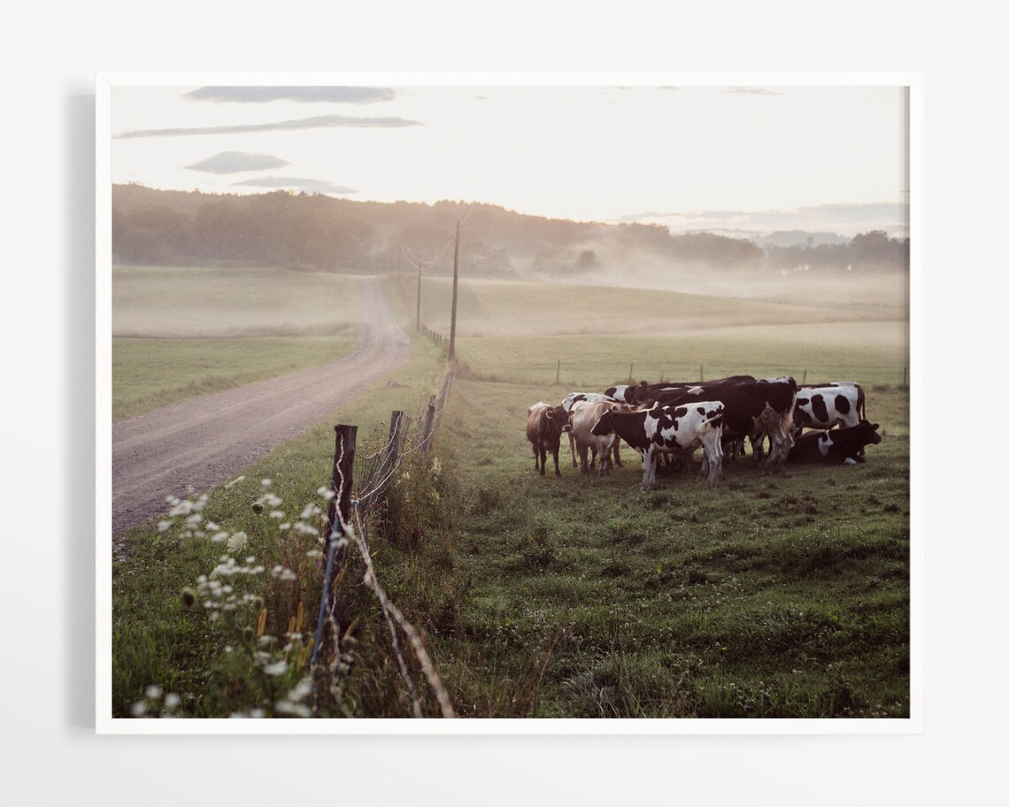 Farm Art - Country Wall Decor - Farm Animals Art - Cow Photography ...