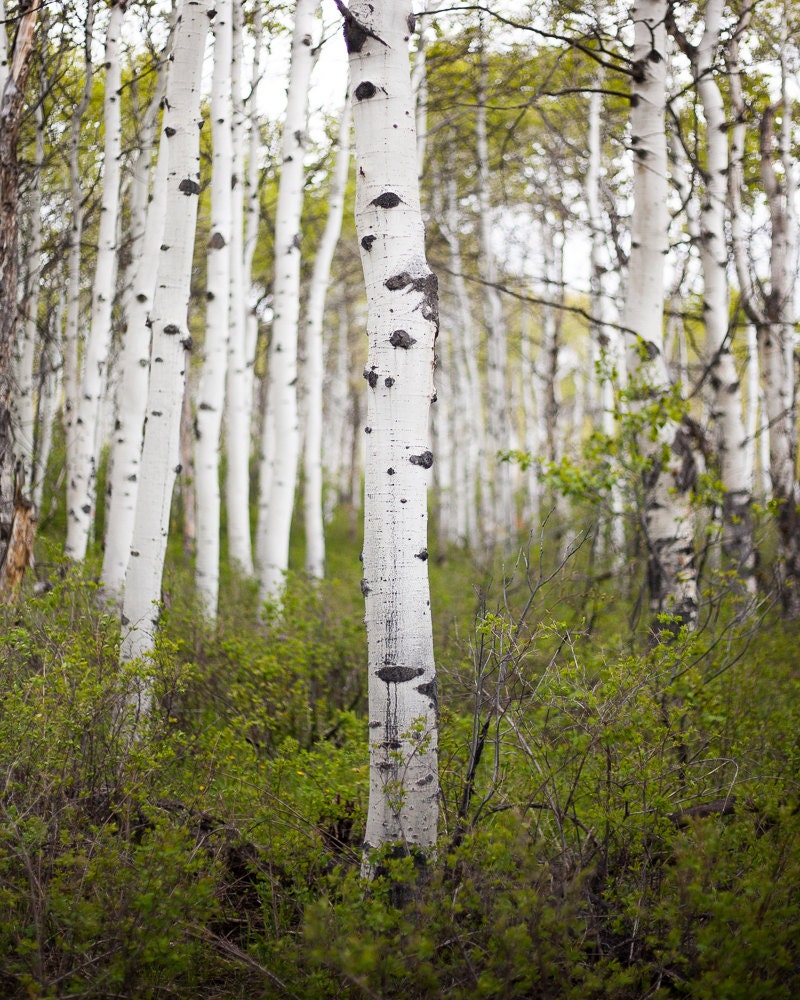 Utah Aspens Forest Print - Green White Nature Photograph - Spring Photo ...
