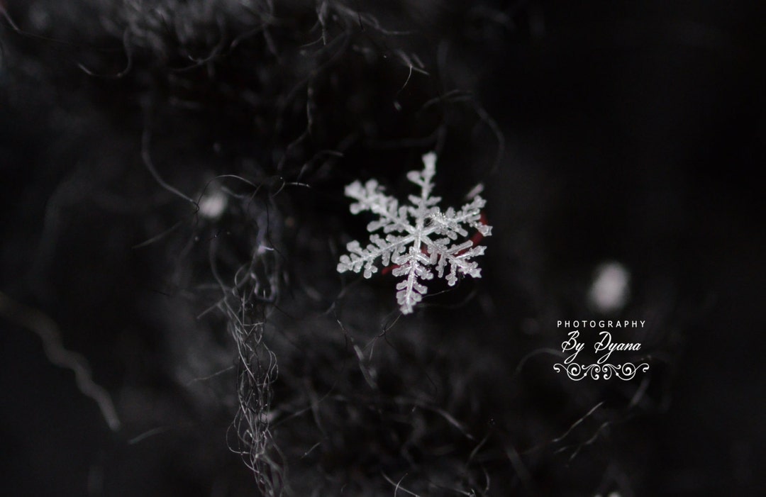 The Beauty of a Snowflake Photo or Notecard - Etsy