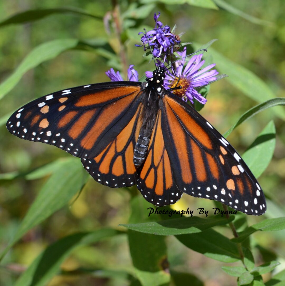 Monarch Portrait 8x10 Butterfly Nature - Etsy