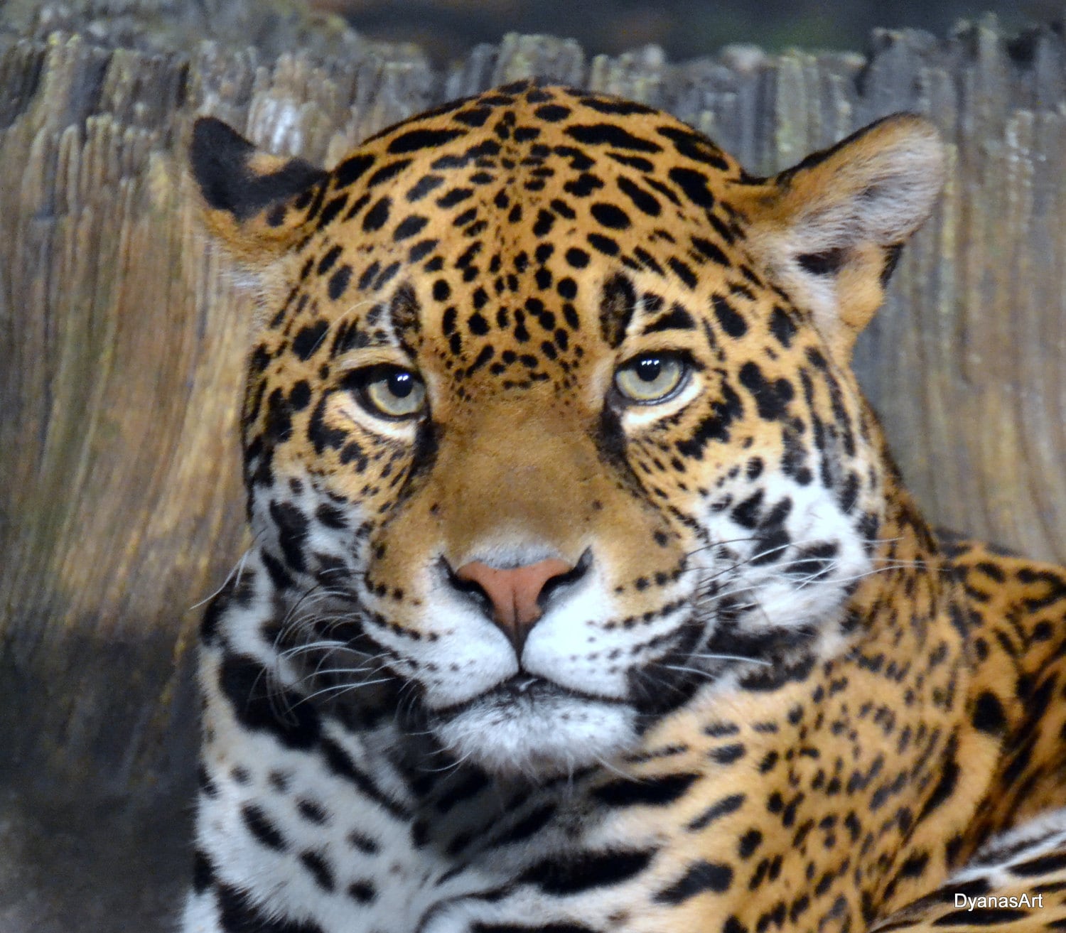 Ojos De Jaguar Foto Fotografía Fotografía - Etsy España
