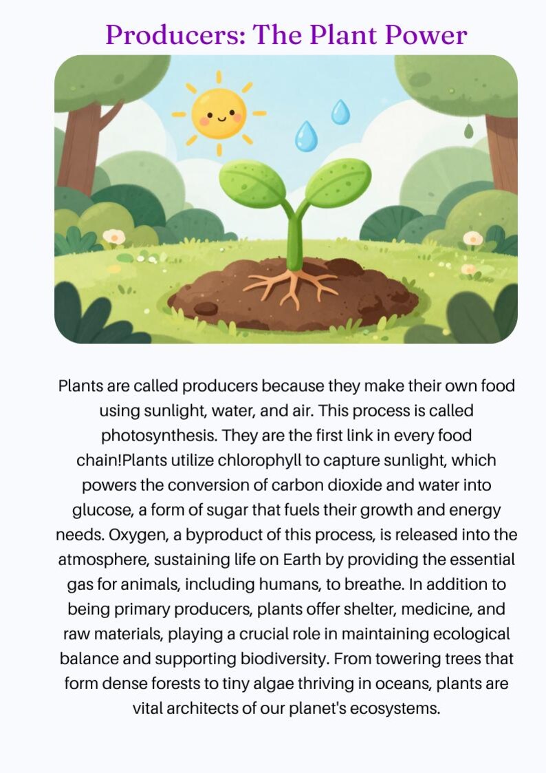 Food Chain, Nature's Energy Cycle - Etsy