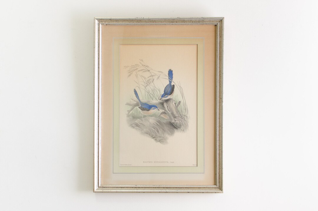 Antique "malurus Hypoleucus" Original Artist H. Gould HC Richter Hand ...