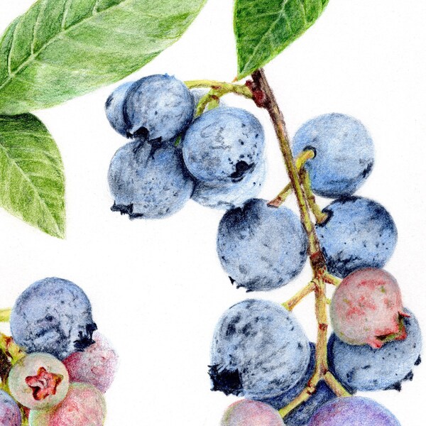 Maine Blueberries - Etsy