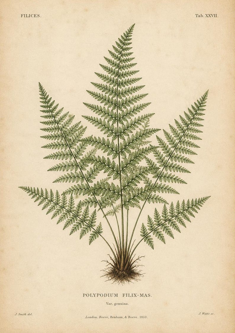 Vintage Fern Botanical Prints Set, Antique Green Wall Art, Natural ...