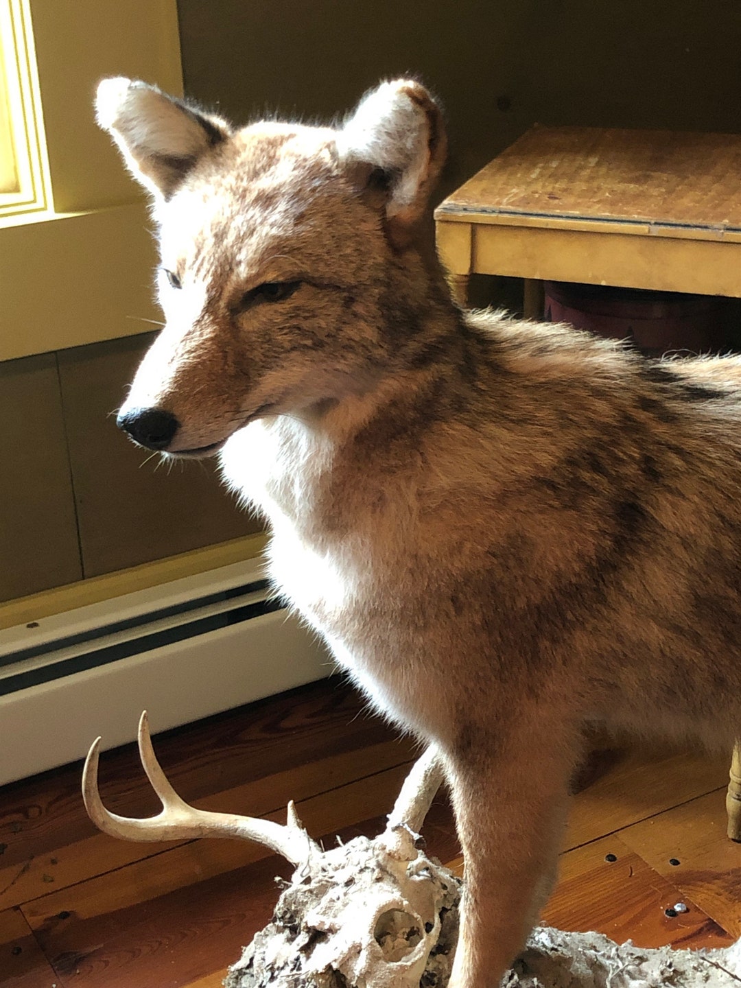 Sale....large Coyote Taxidermy, Taxidermy and Oddities, Full Size ...