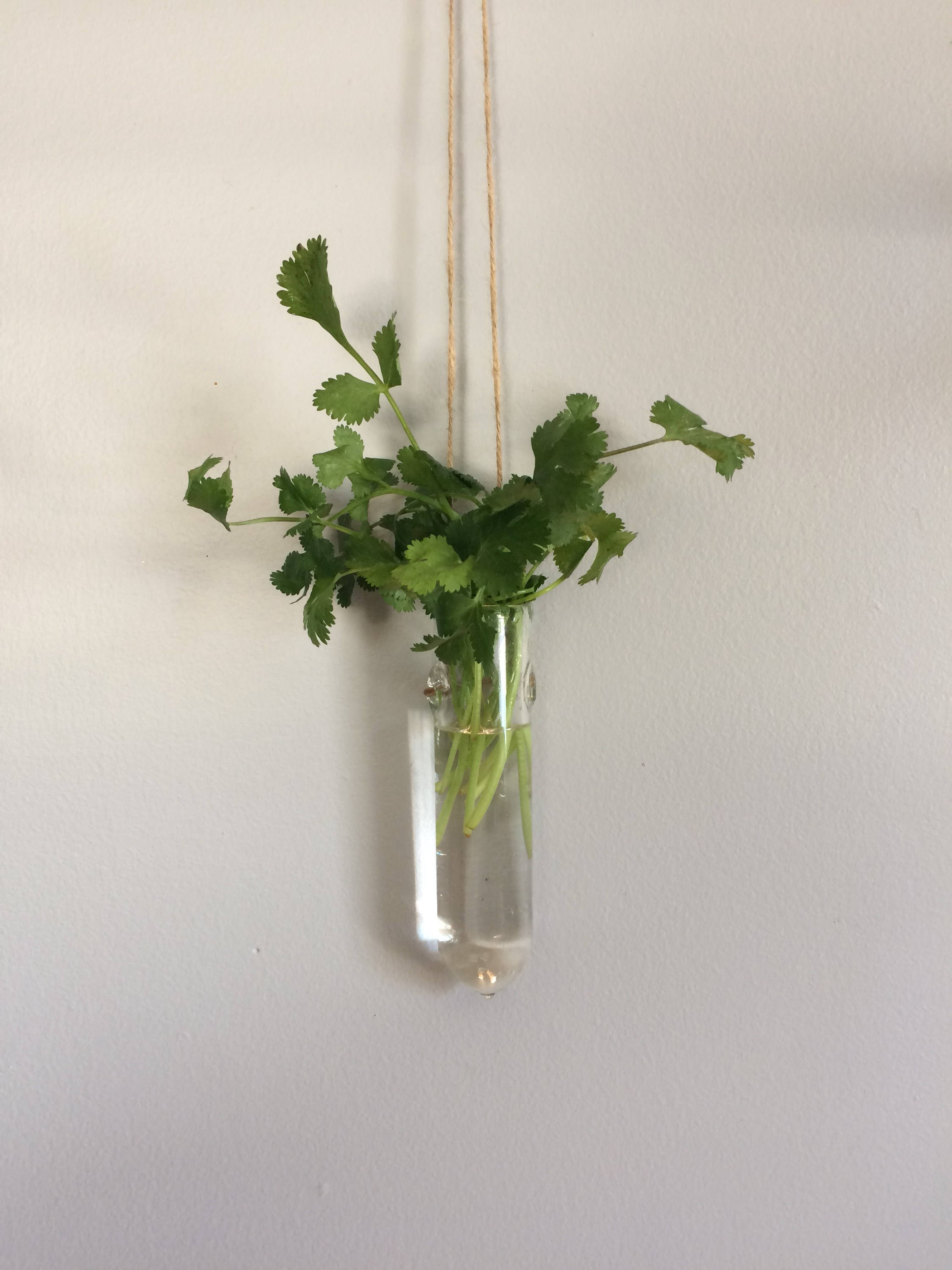 Hanging Glass Vases / Set of Three Vases / Test Tube Vase / | Etsy