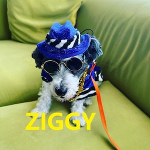 DOG COSTUME , Pimp Dog Costume, Halloween for Pets,dog Clothes, Pet ...