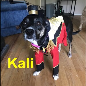 Dog Costume, Pet Costumes, Dog Halloween, Ring Master Costume, Circus ...