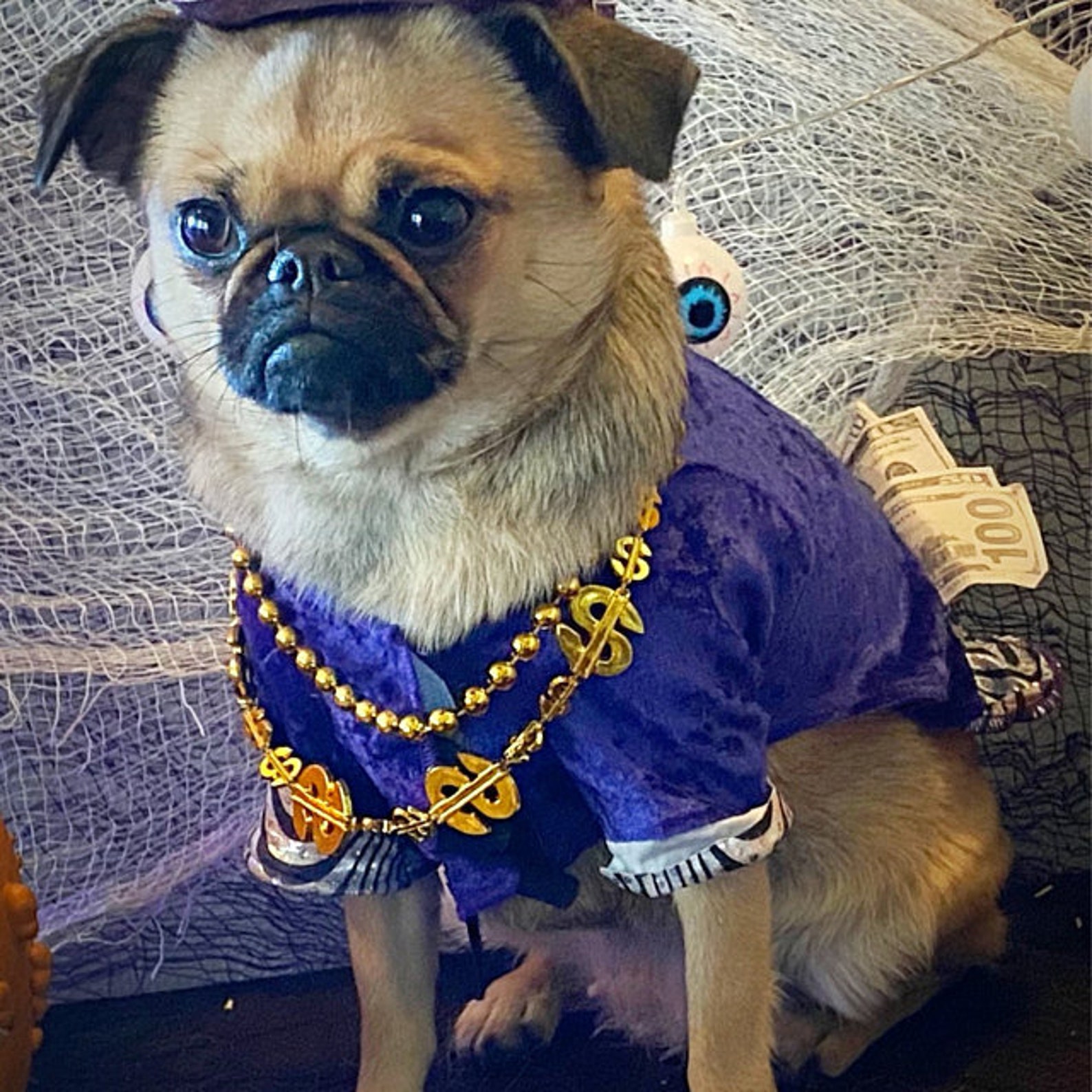 DOG COSTUME , Pimp Dog Costume, Halloween for Pets,dog Clothes, Pet ...