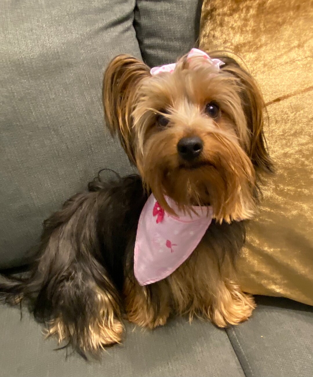 Dog Bandana, Pet Bandana Dog Collar, Pet Collar, Bandana, Pink Bandana ...