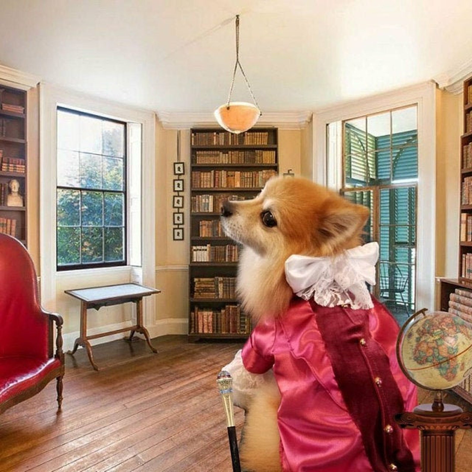 Dog Costume, Dog Thomas Jefferson Costume, Thomas Jefferson, Dog ...