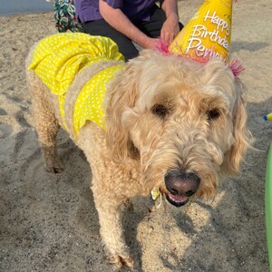 Yellow Polka Dot Bikini, Dog Bikini, Dog Yellow Polka Dot Bikini, Dog ...