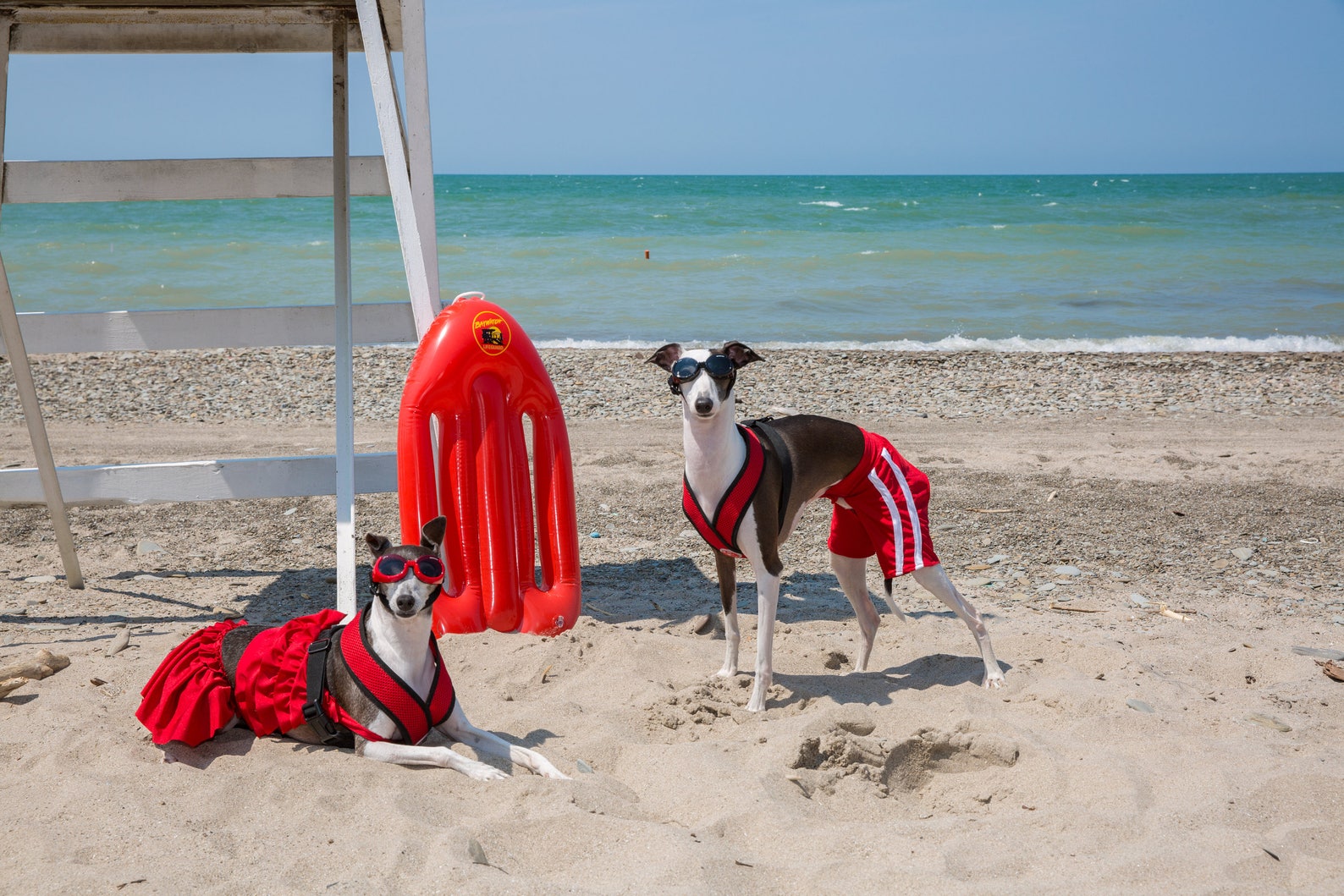 DOG BIKINI Dog Ruffle Red Tankini Dog Swim Wear Summer - Etsy