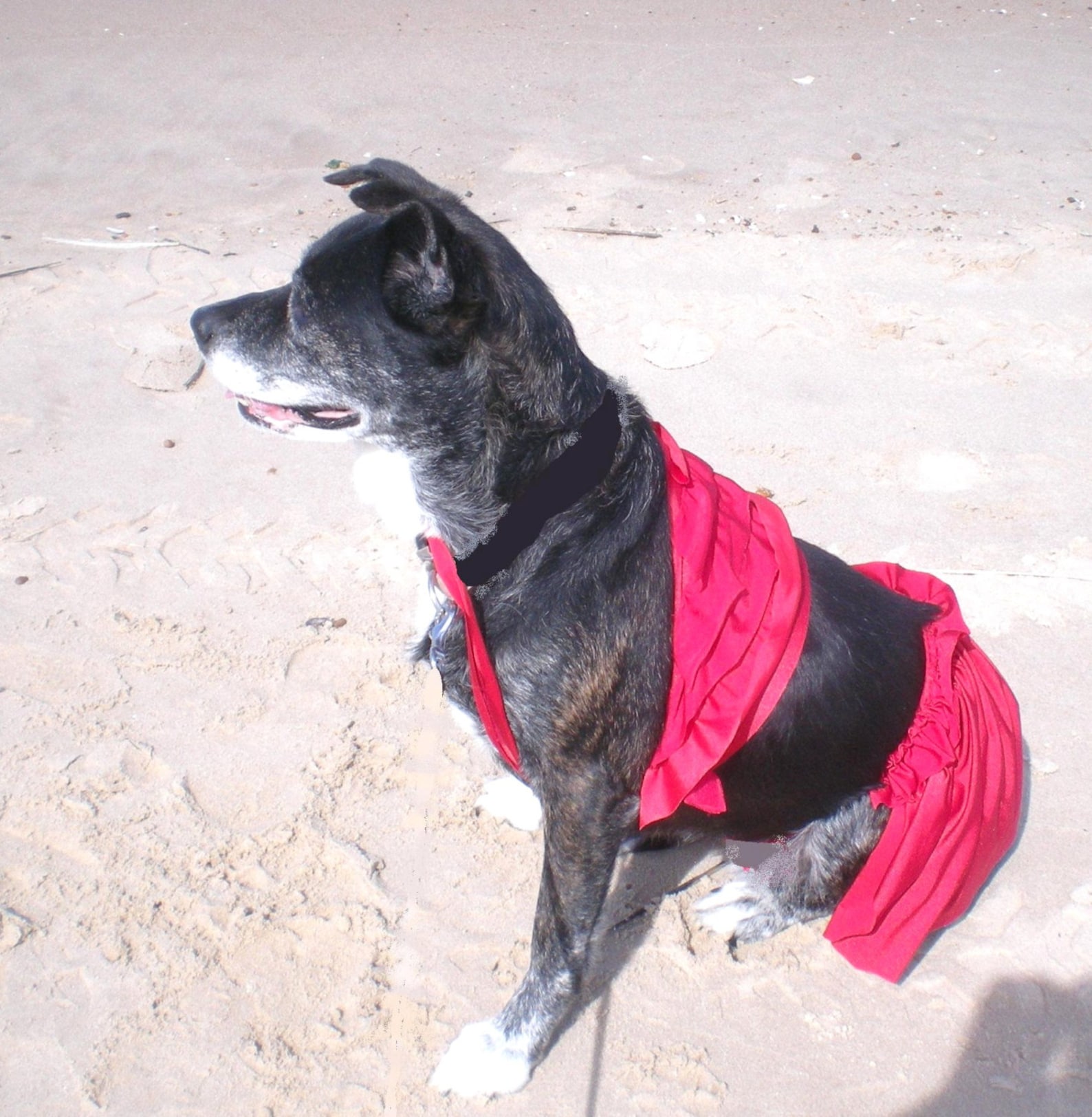 DOG BIKINI, Dog Ruffle Red Tankini, Dog Swim Wear, Summer Beach Clothes ...