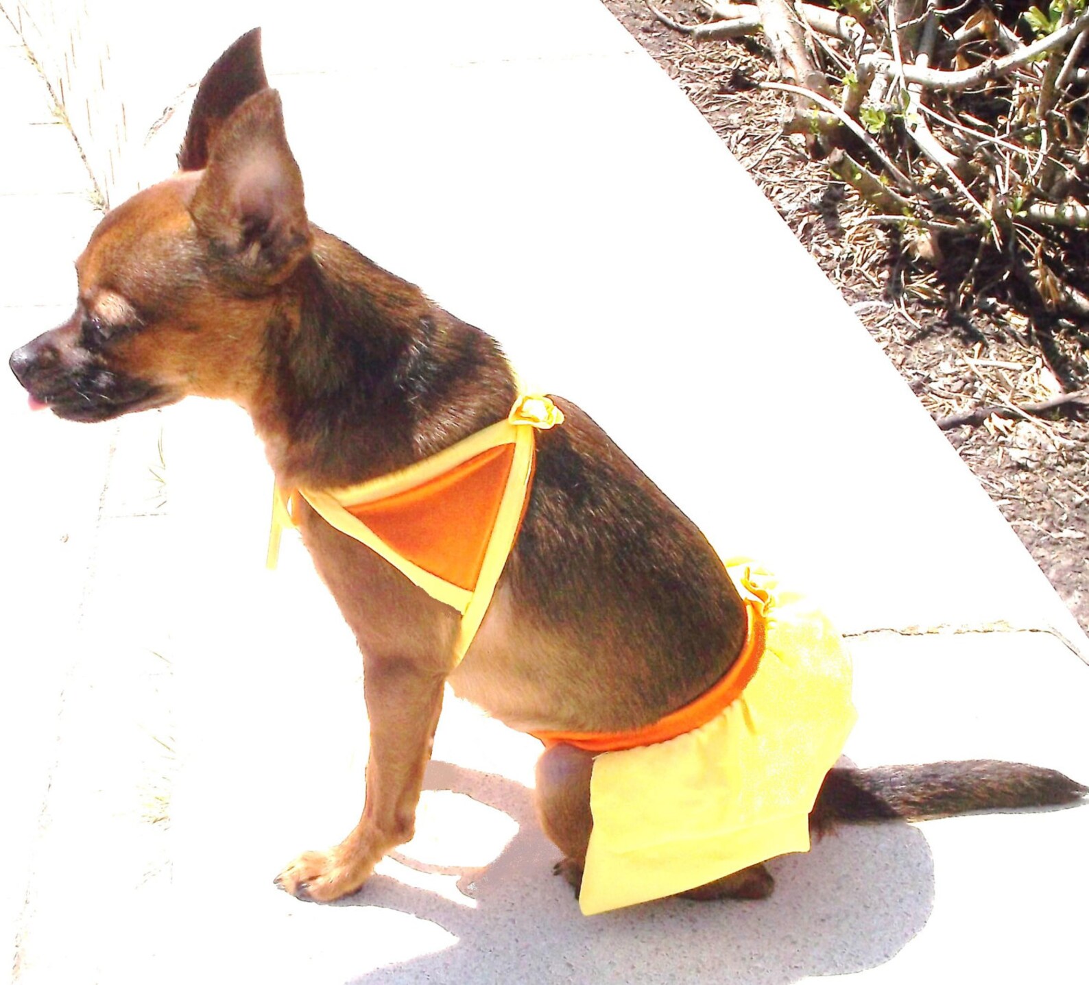 DOG BIKINI, Dog Sunny Tangerine Bikini, Dog Swimm Wear, Summer Beach ...