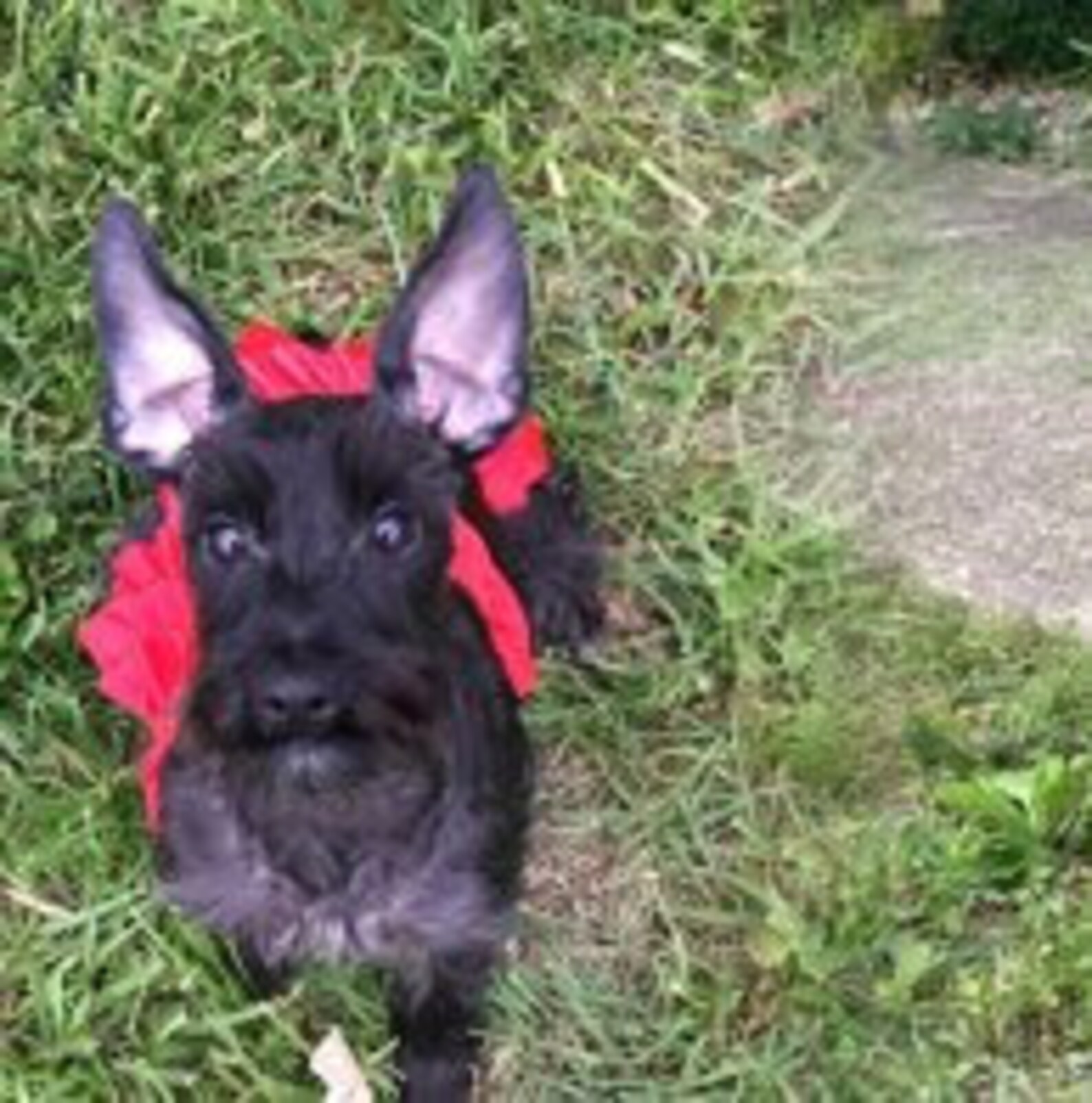 DOG BIKINI, Dog Ruffle Red Tankini, Dog Swim Wear, Summer Beach Clothes ...