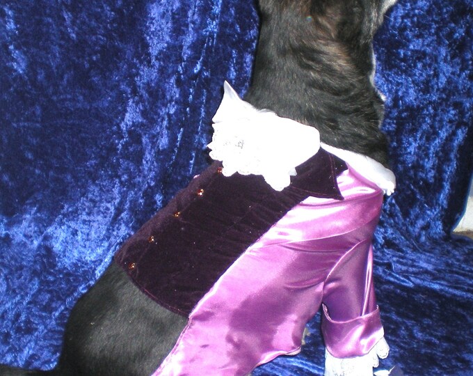 Dog Costume Dog Thomas Jefferson Costume Thomas Jefferson - Etsy