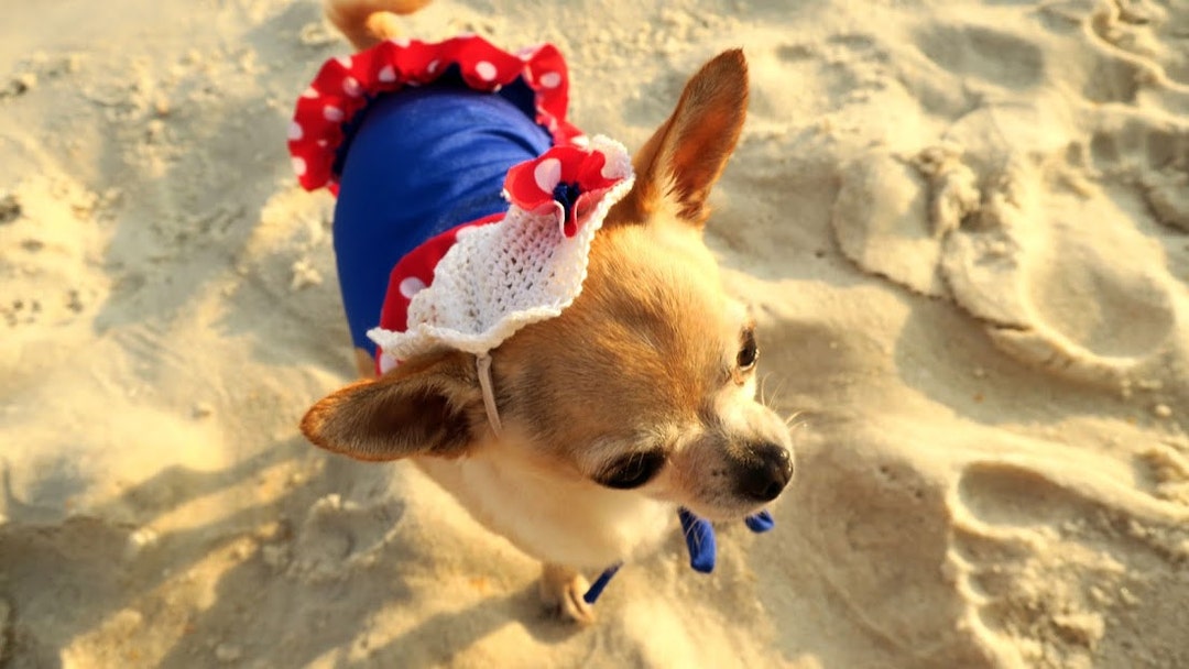 Dog Bathing Suit, Red N Blue 3 Piece Set, Bikini-towel-hat Set, Dog ...