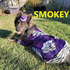 DOG COSTUME , Pimp Dog Costume, Halloween for Pets,dog Clothes, Pet ...
