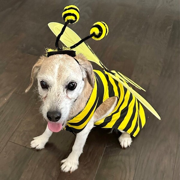Dog Halloween Bee Costume - Etsy