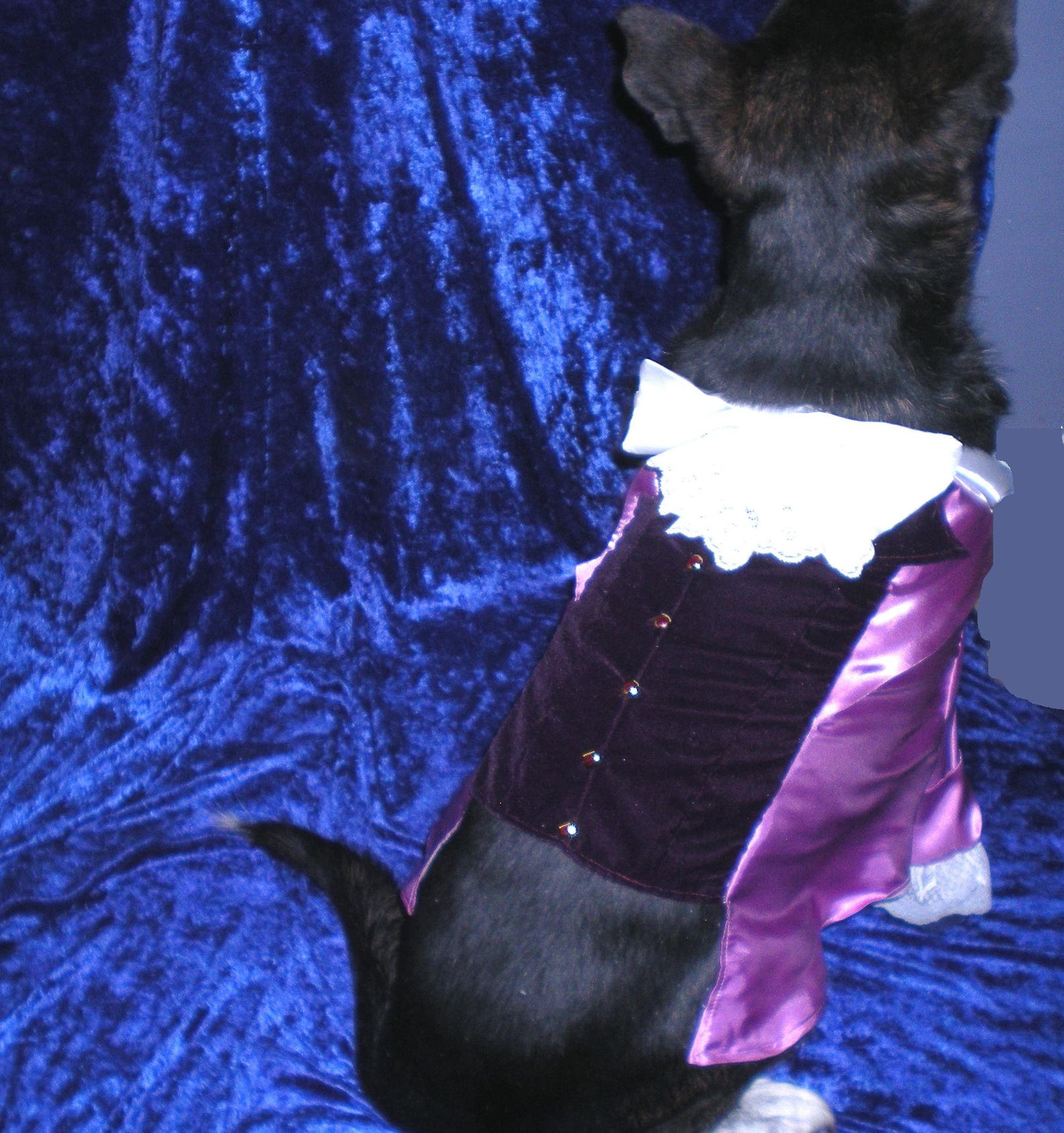 Dog Costume Dog Thomas Jefferson Costume Thomas Jefferson | Etsy