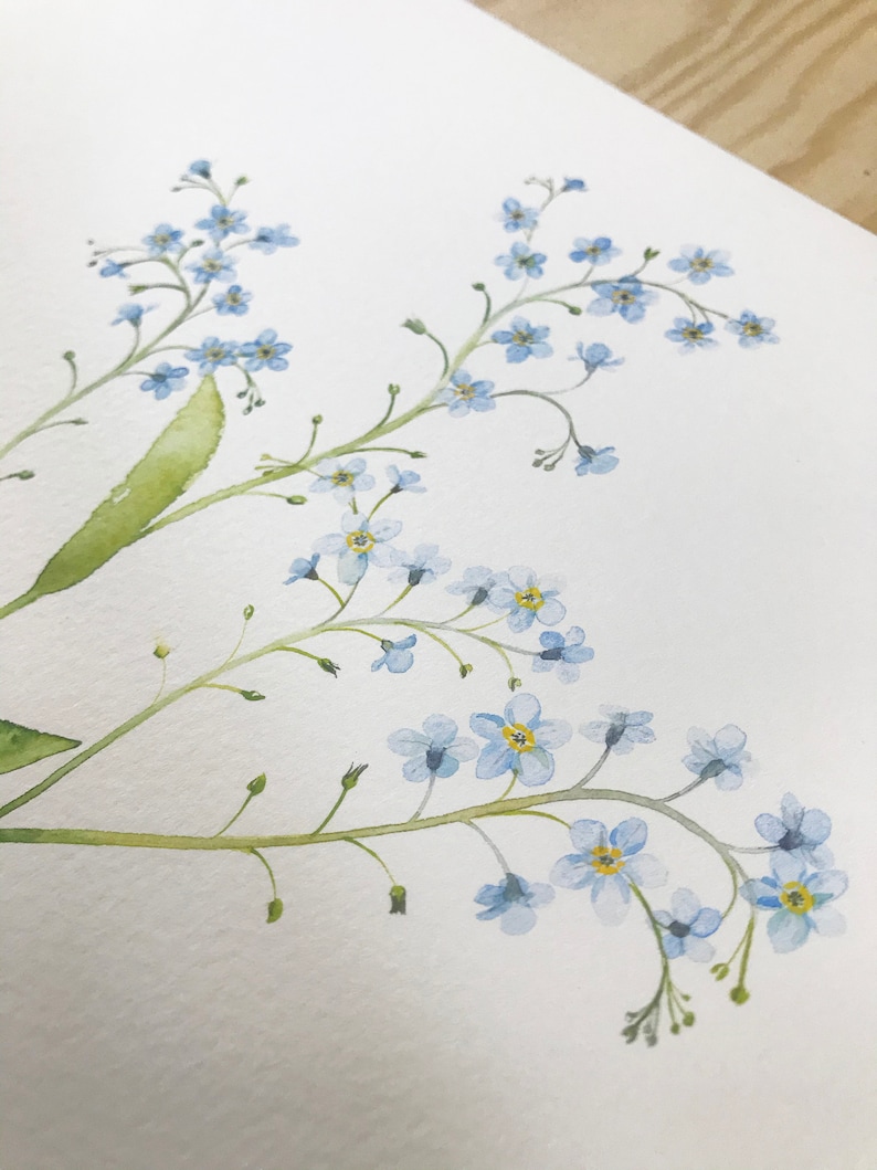 Watercolor Forget Me Not Painting Guide (PDF Download) - Etsy