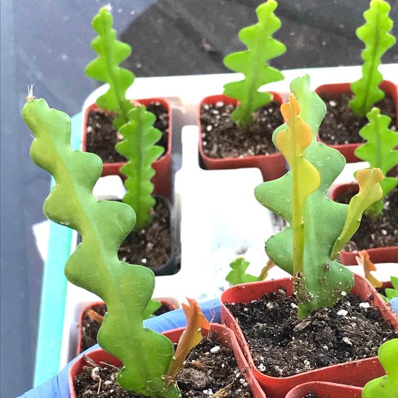 Ric Rac Cactus - Etsy