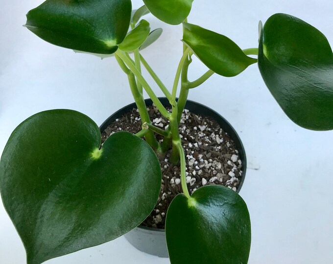 Peperomia Raindrop - Peperomia Polybotrya 'raindrop' - Raindrop ...
