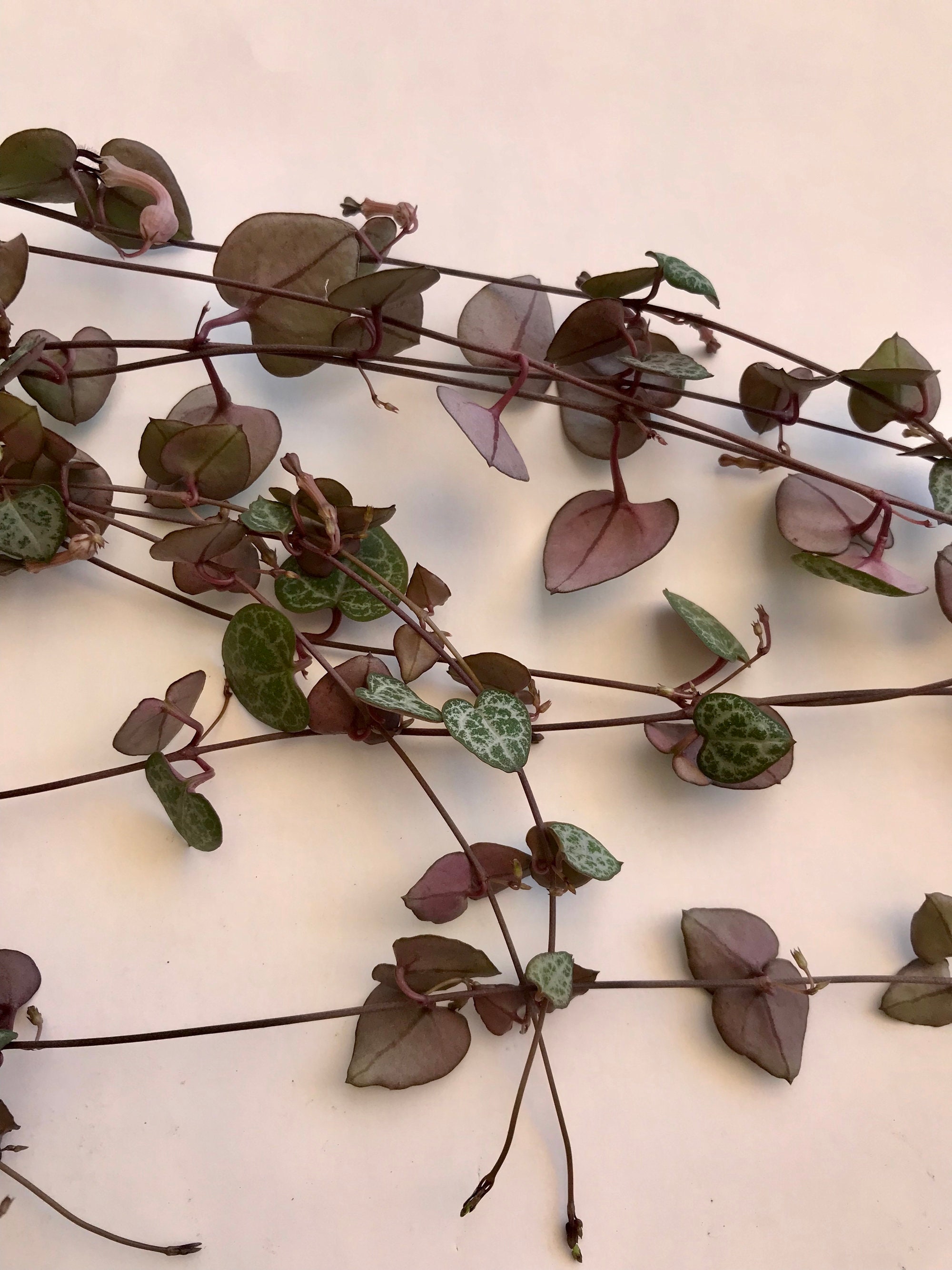 String of Hearts Cuttings: Exotic Ceropegia Woodii, Pink & Green - Etsy