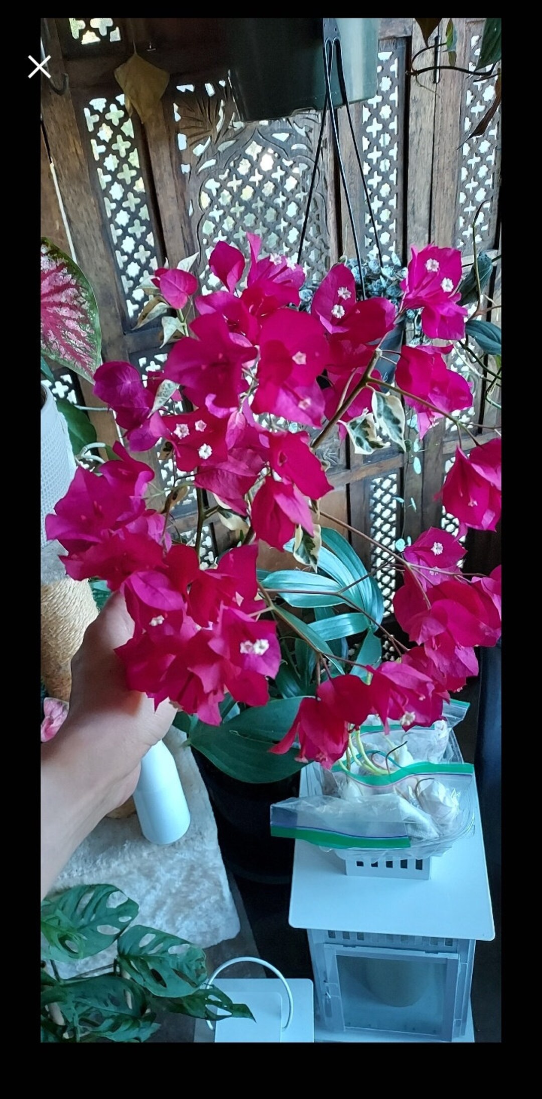 Bougainvillea 'raspberry Ice' Plant Cutting- Raspberry Ice ...